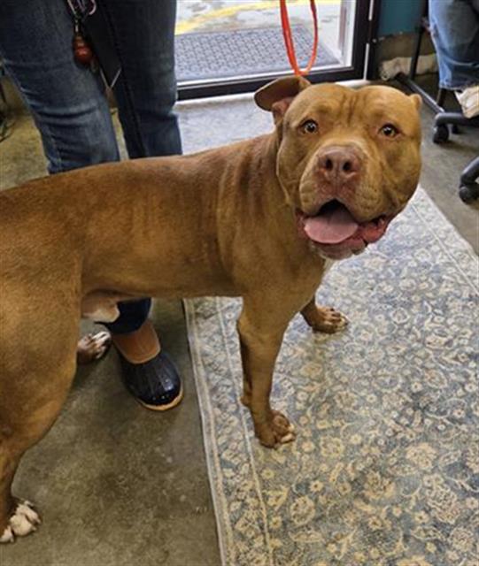 Dogs - Ventura County Animal Services