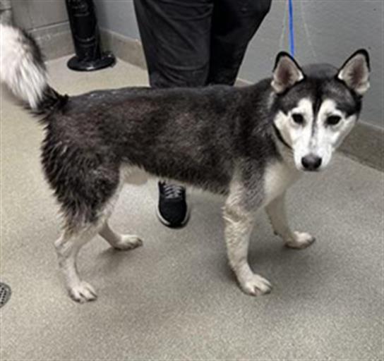 Chad | Dog | A1300414 | Adoption | Adopt a Pet Now in Las Vegas | The ...