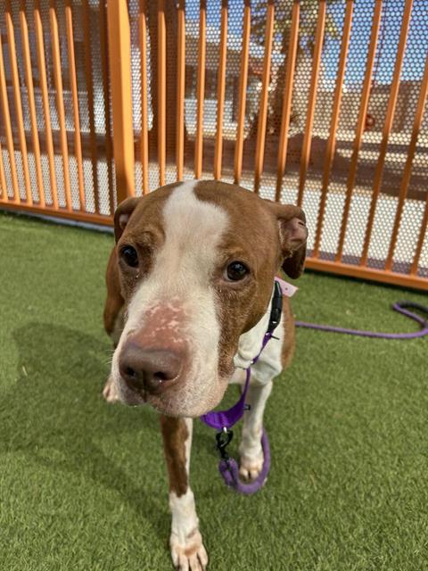 Caramel | Dog | A1305402 | Adoption | Adopt a Pet Now in Las Vegas ...