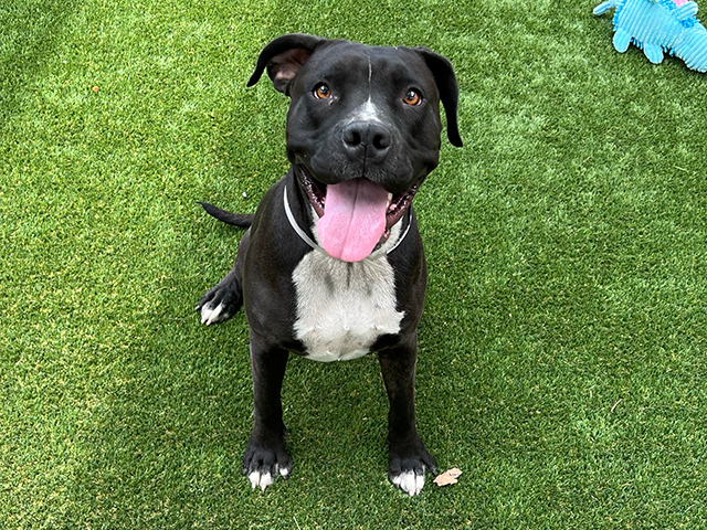 View Pets - Pasadena Humane