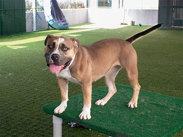 View Pets - Pasadena Humane