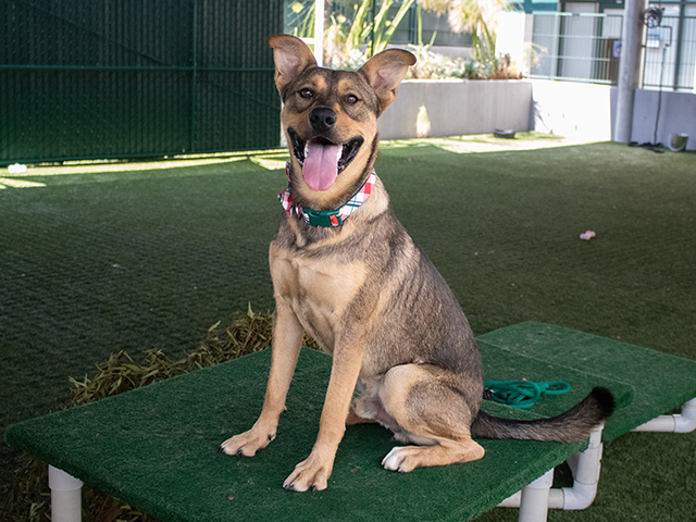 View Pets - Pasadena Humane