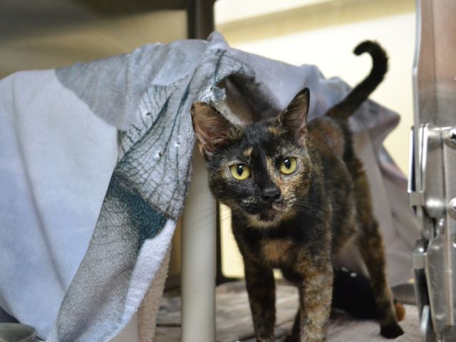 Pasadena Humane | Compassionate Care for Animals Since 1903