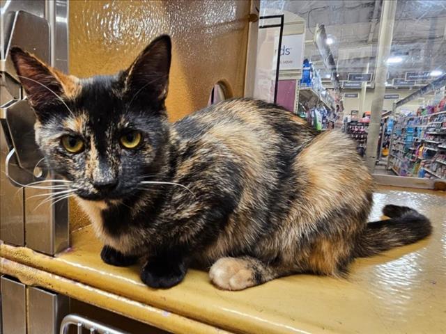 View Pets - Pasadena Humane