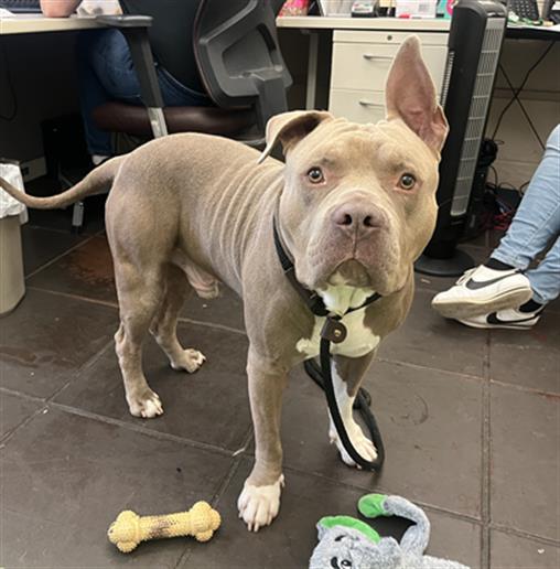 View Pets - Pasadena Humane