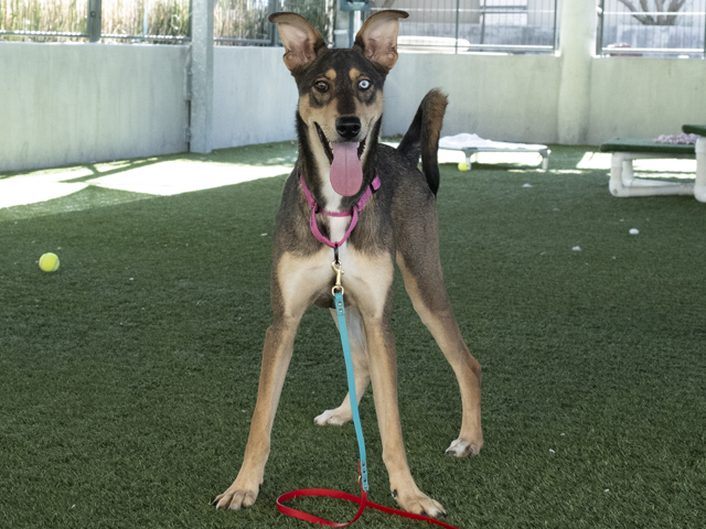 View Pets - Pasadena Humane