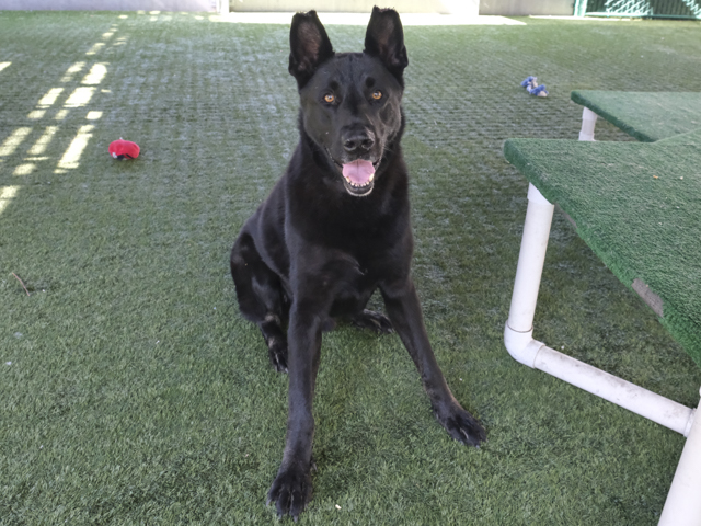 View Pets - Pasadena Humane